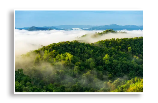 Business Development Area - green carbon